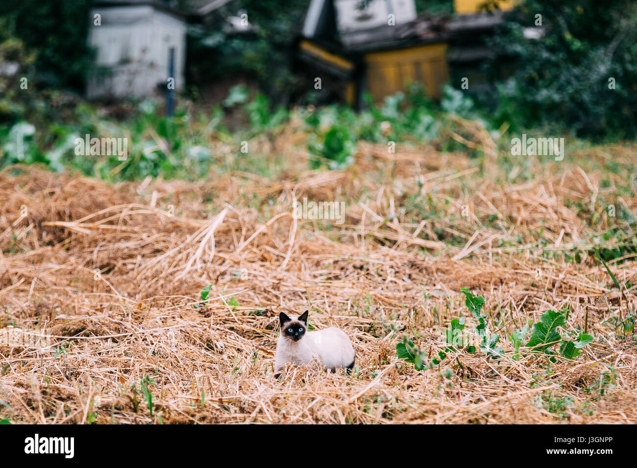Siamese Cat Kitten Hunting In Dry Grass Outdoor At Autumn Evening Stock ...