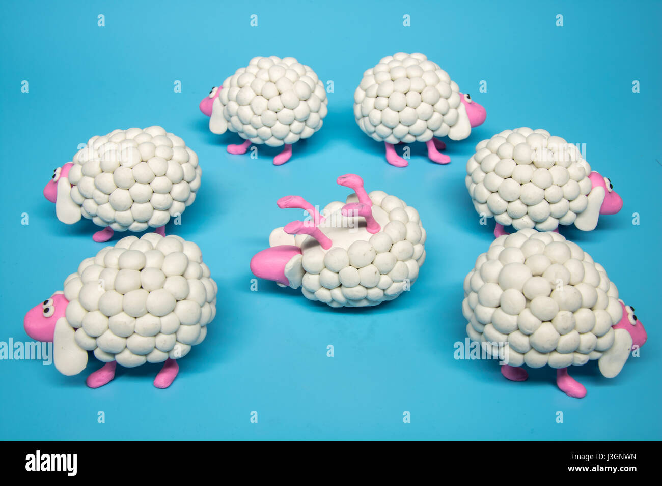 Concept - A group of white sheep turns their back on a fellow sheep ...
