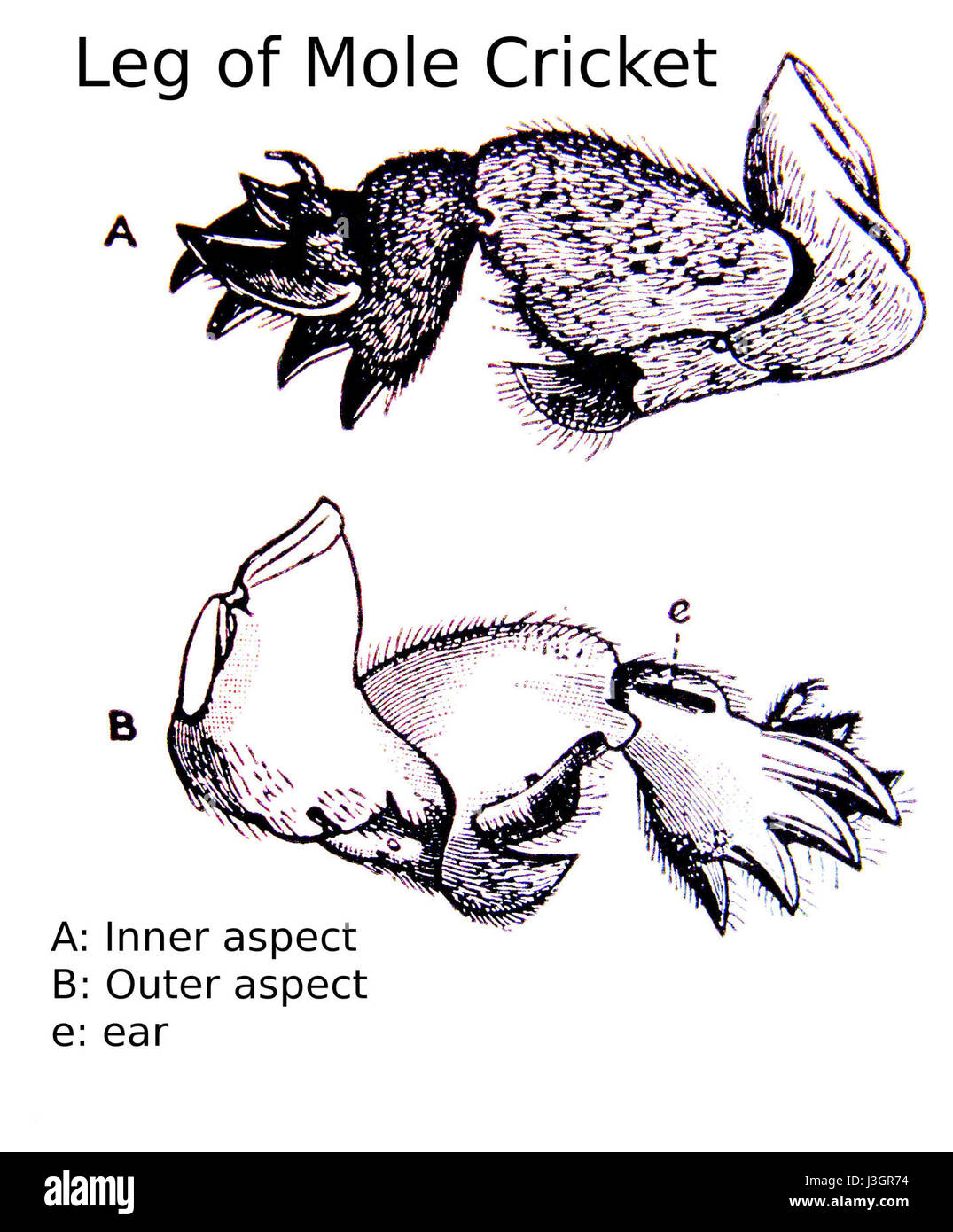 A detailed photograph showing the fossorial front leg of a mole cricket ...