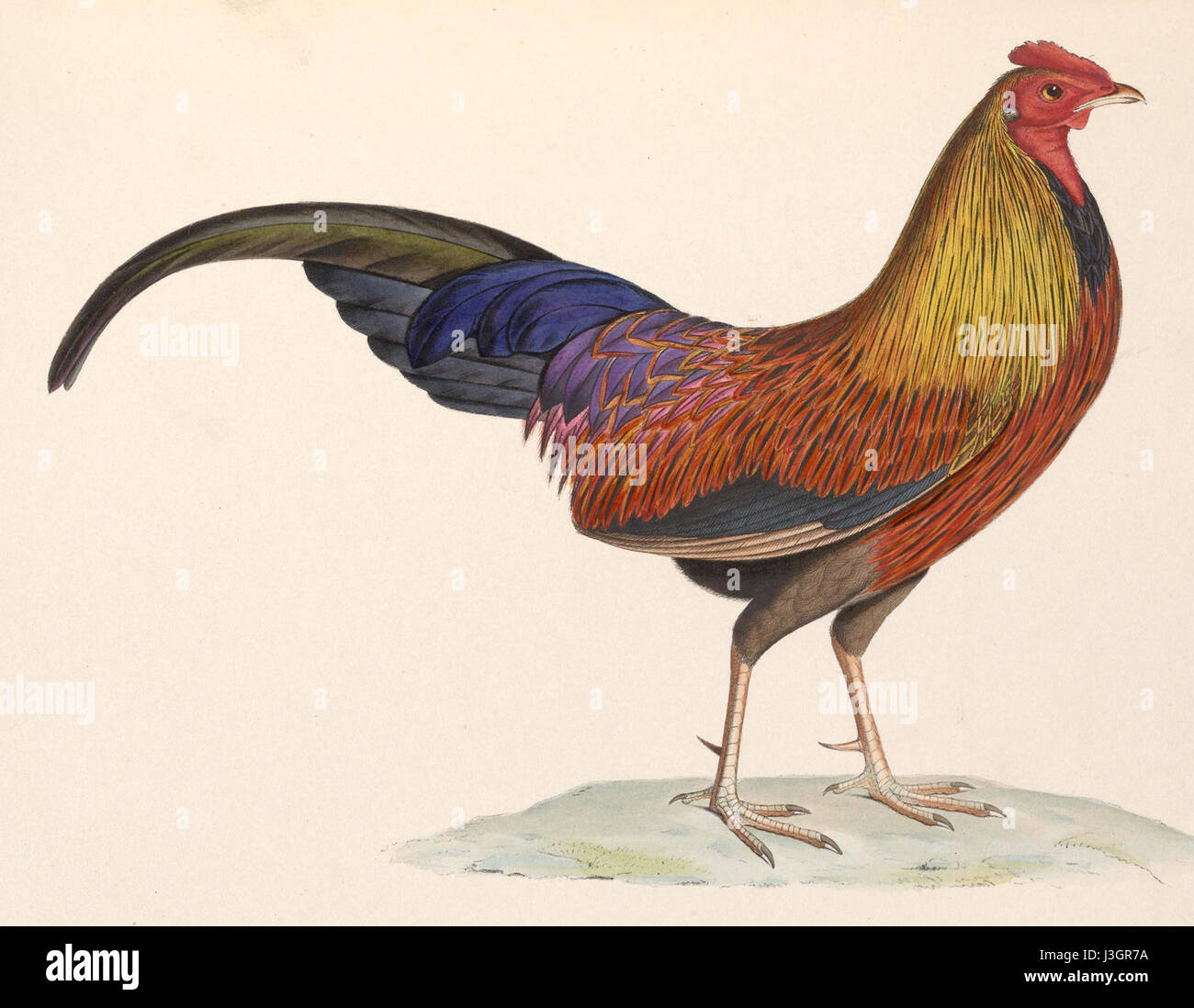 Gallus lafayetii hi-res stock photography and images - Alamy