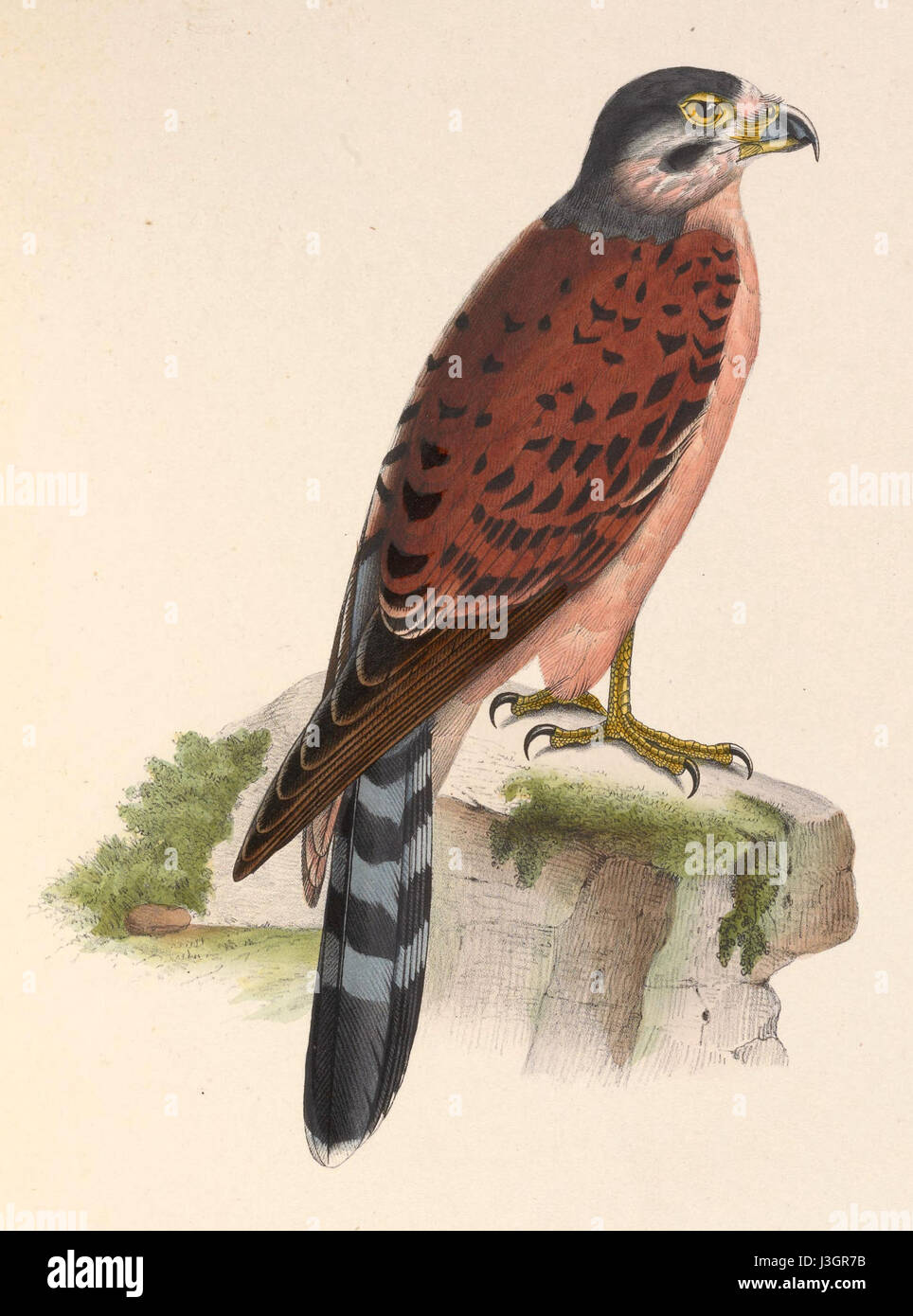 Falco araeus 1849 Stock Photo - Alamy