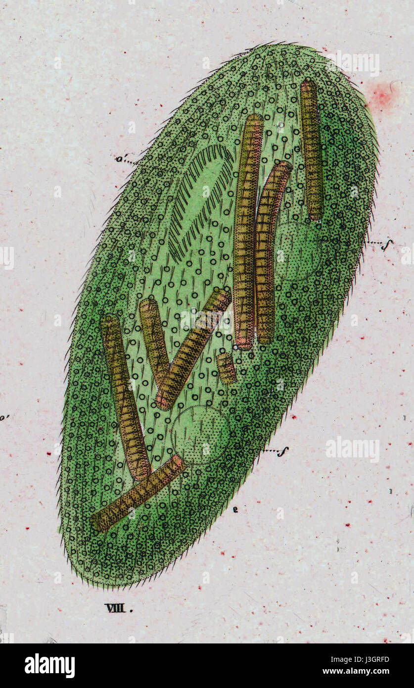 Frontonia hi-res stock photography and images - Alamy