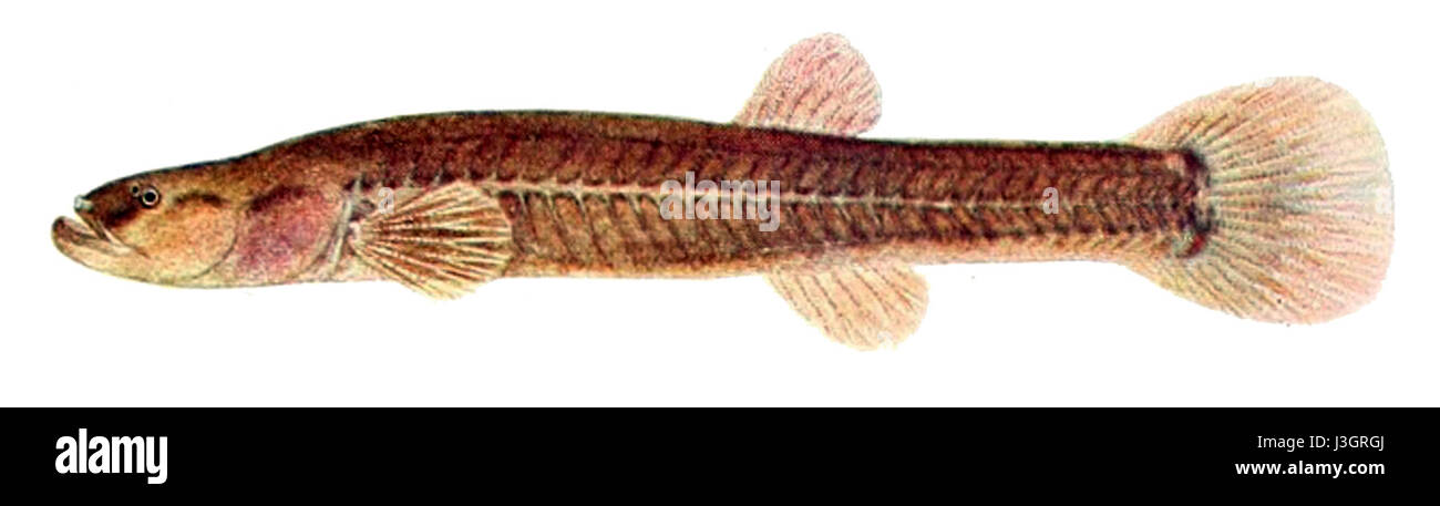 Fisheries impact Cut Out Stock Images & Pictures - Alamy