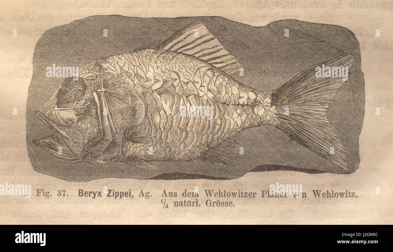 Fossil fish hi-res stock photography and images - Alamy