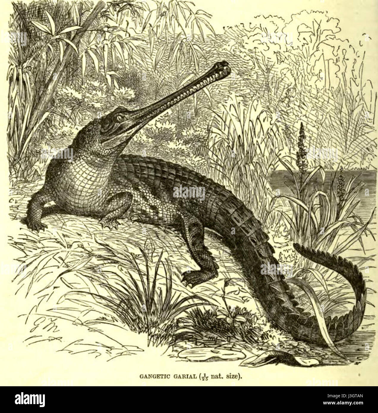 The Ganges gharial (Gavialis gangeticus) is a critically endangered ...