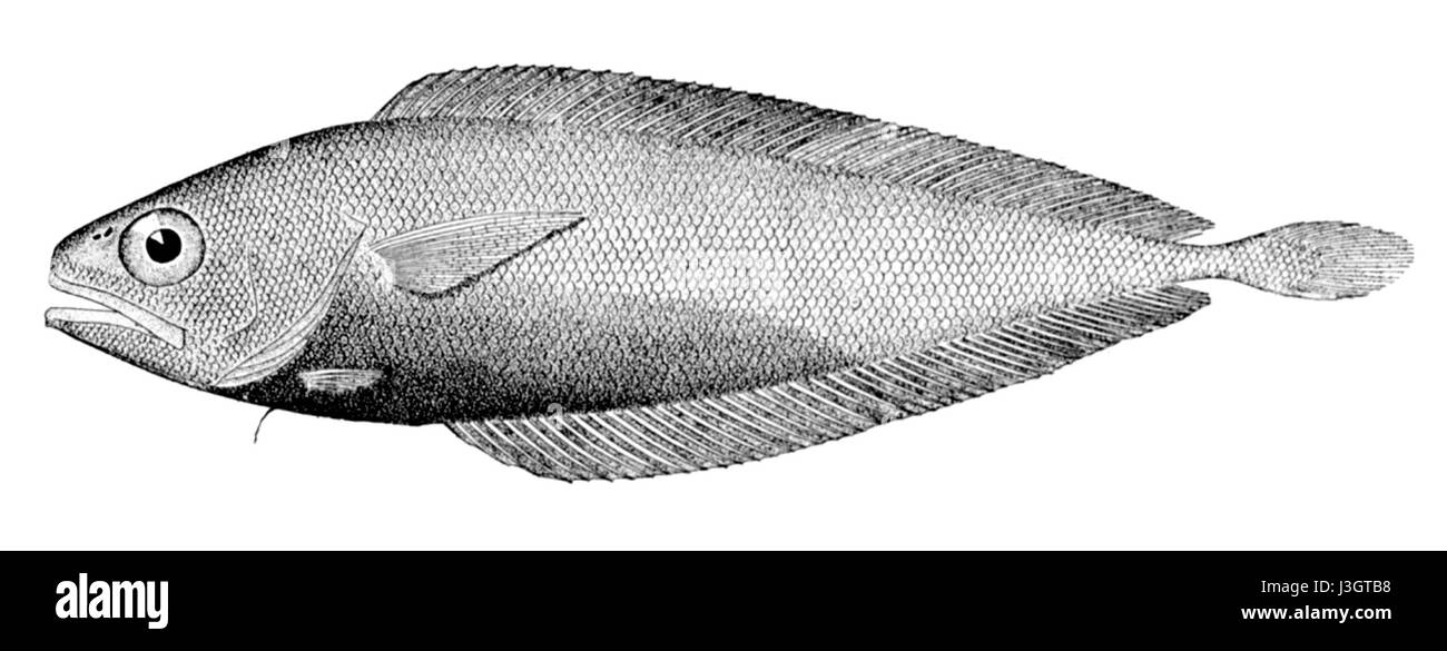 Gadella hi-res stock photography and images - Alamy