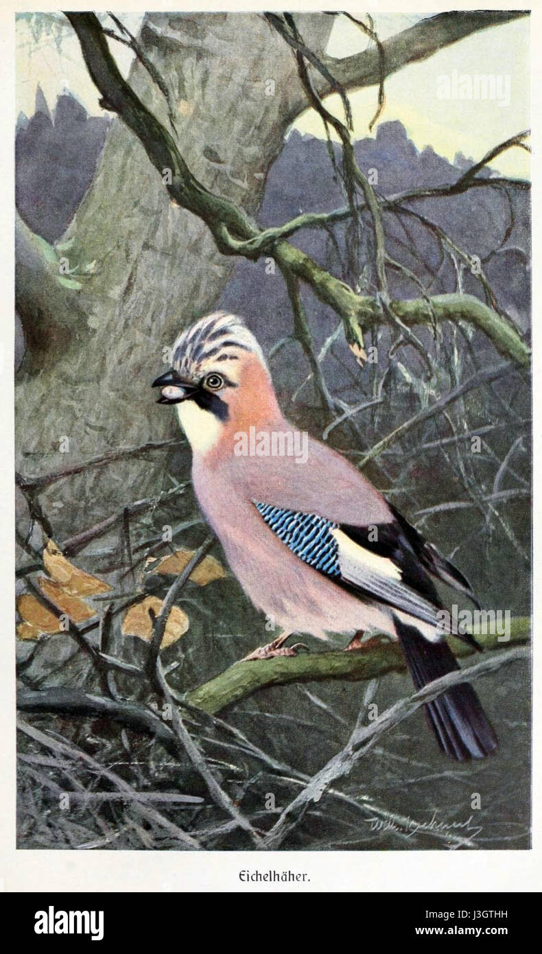 Garrulus is a genus of birds in the crow family, with the Eurasian Jay ...