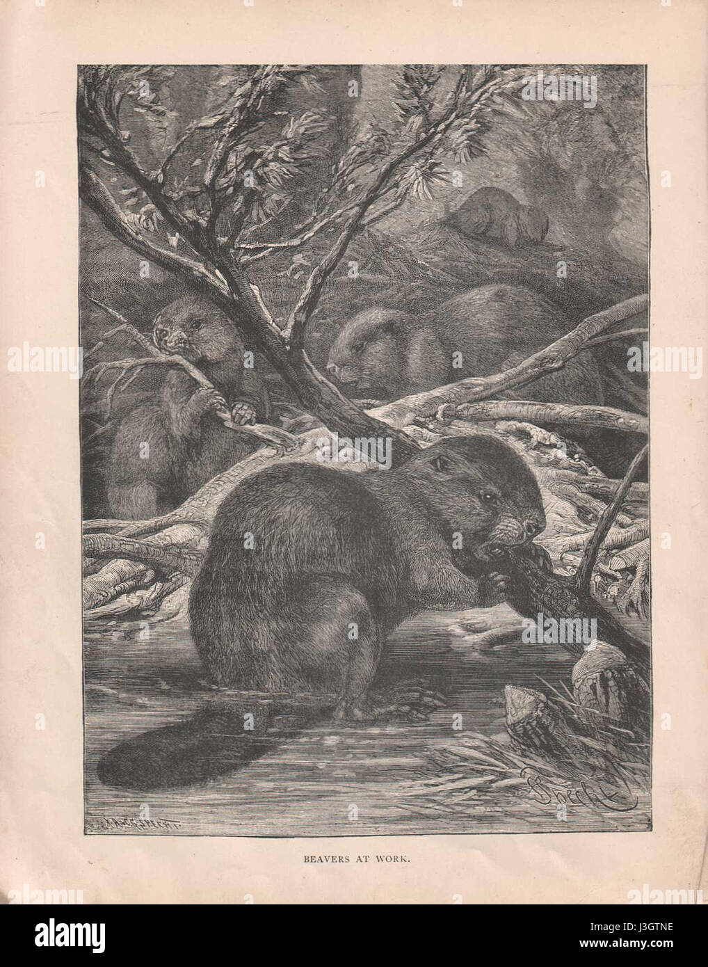 â€˜Furs and Furrieryâ€™ by R. Russ Winkler offers a detailed look into ...