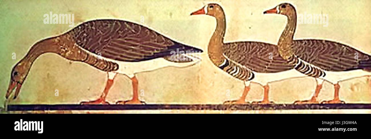 Bird monitoring sound hi-res stock photography and images - Alamy