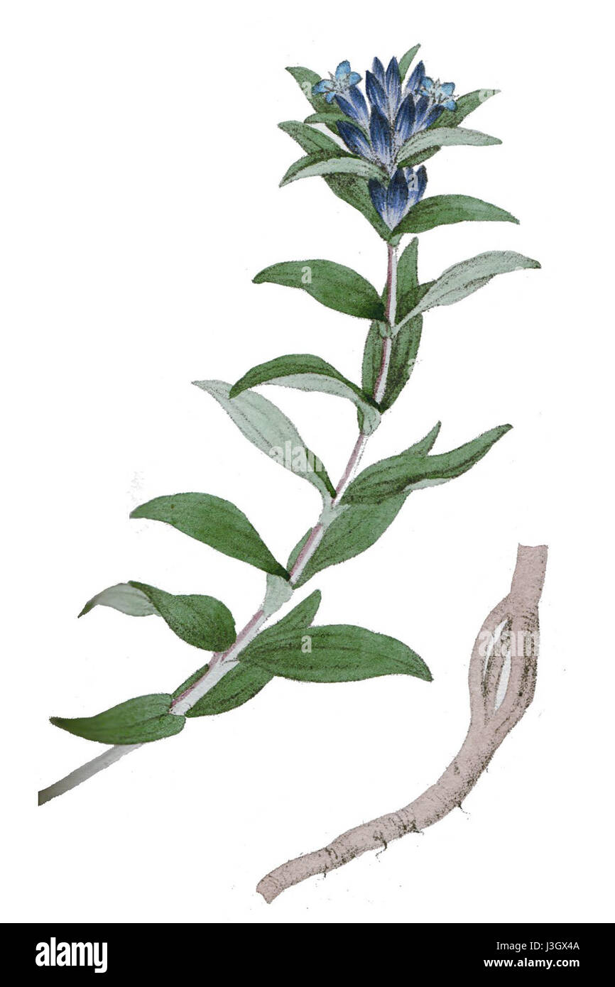 Gentiana illustration Cut Out Stock Images & Pictures - Alamy