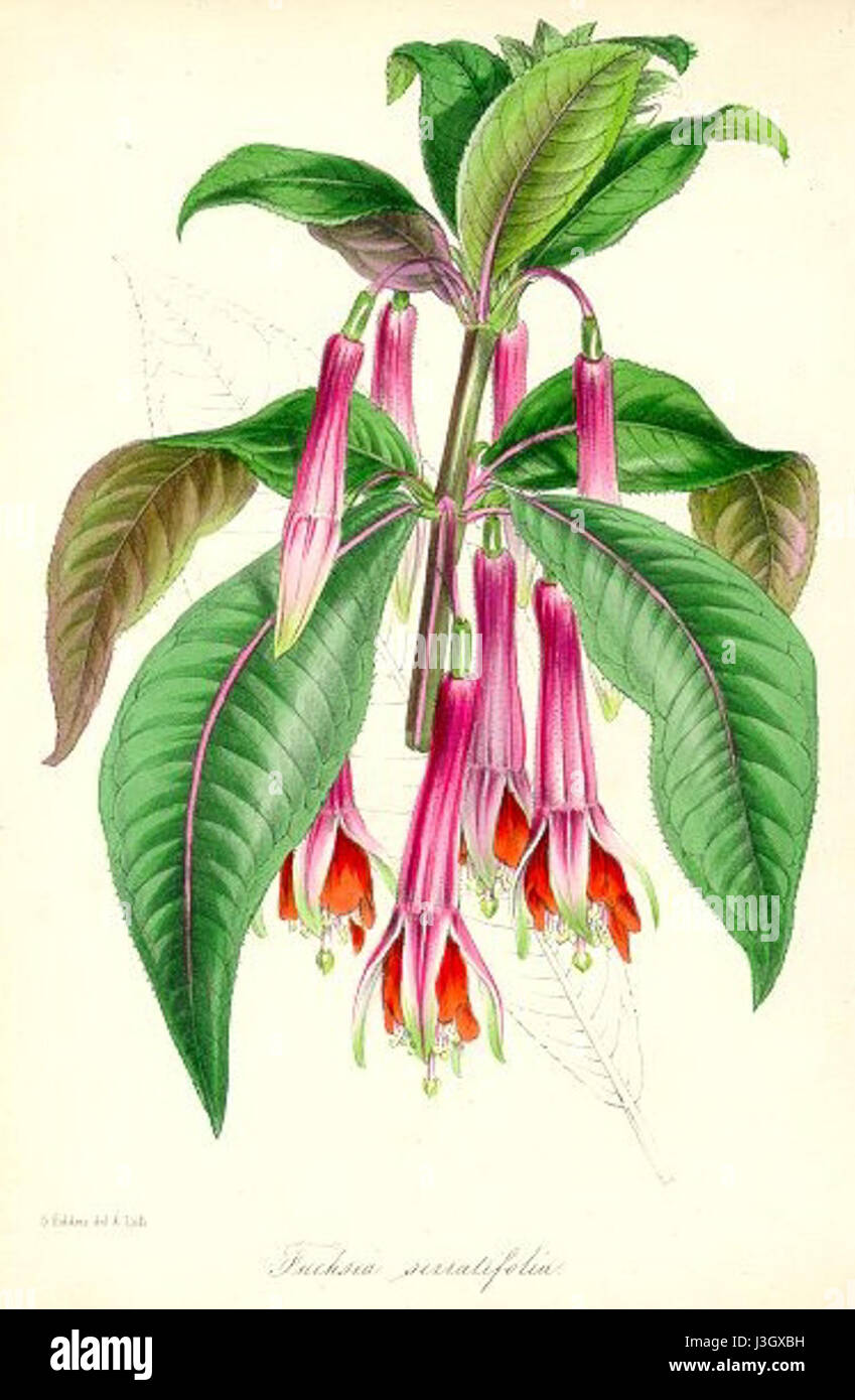 Fuchsia serratifolia, a species of flowering plant within the Fuchsia ...