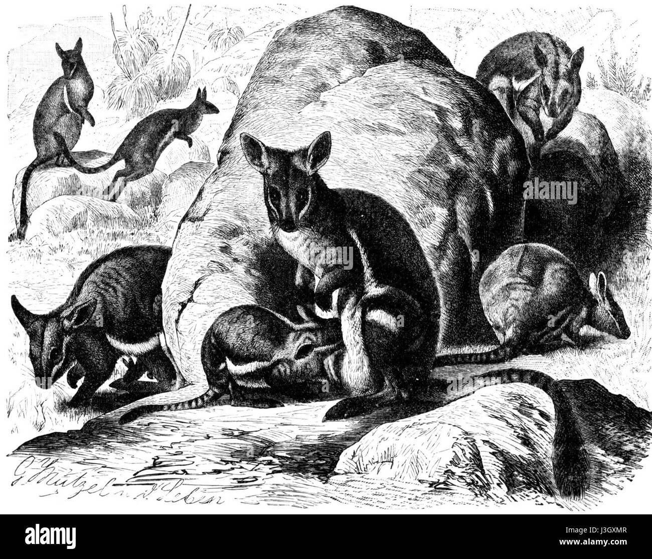 Endangered rock wallaby Black and White Stock Photos & Images - Alamy