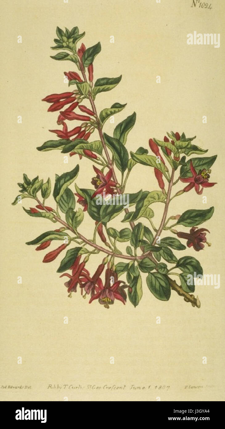 Fuchsia lycioides, featured in Curtis's botanical publication, is a ...