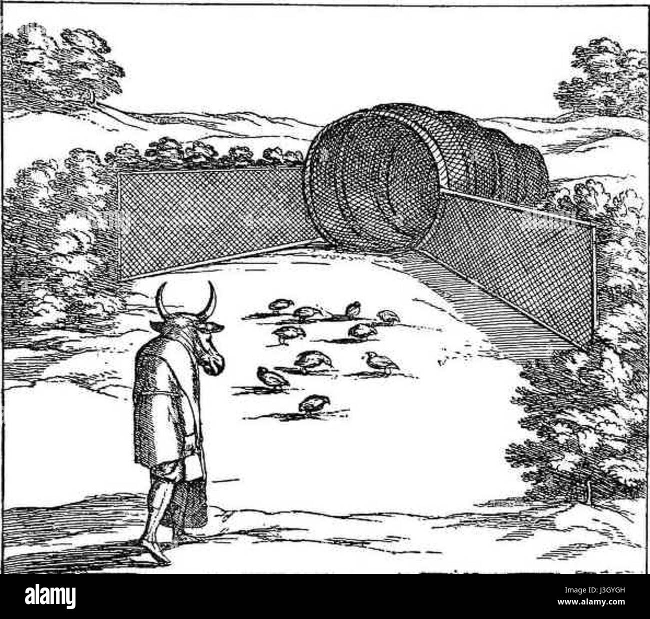 The Funnel Partridge is a species of bird known for its unique funnel ...