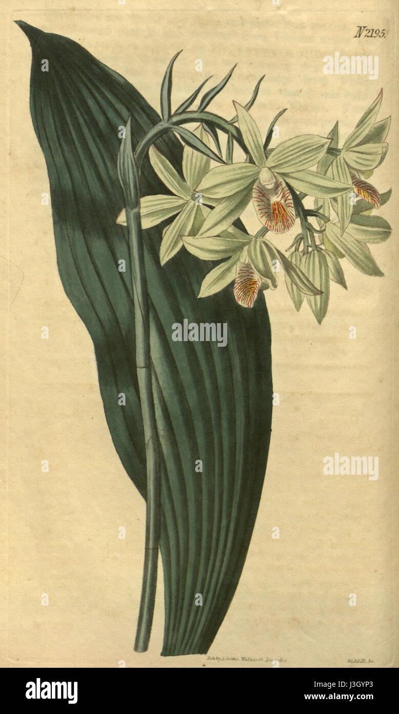 Geodorum citrinum is a species of orchid, first described in 1821 in ...