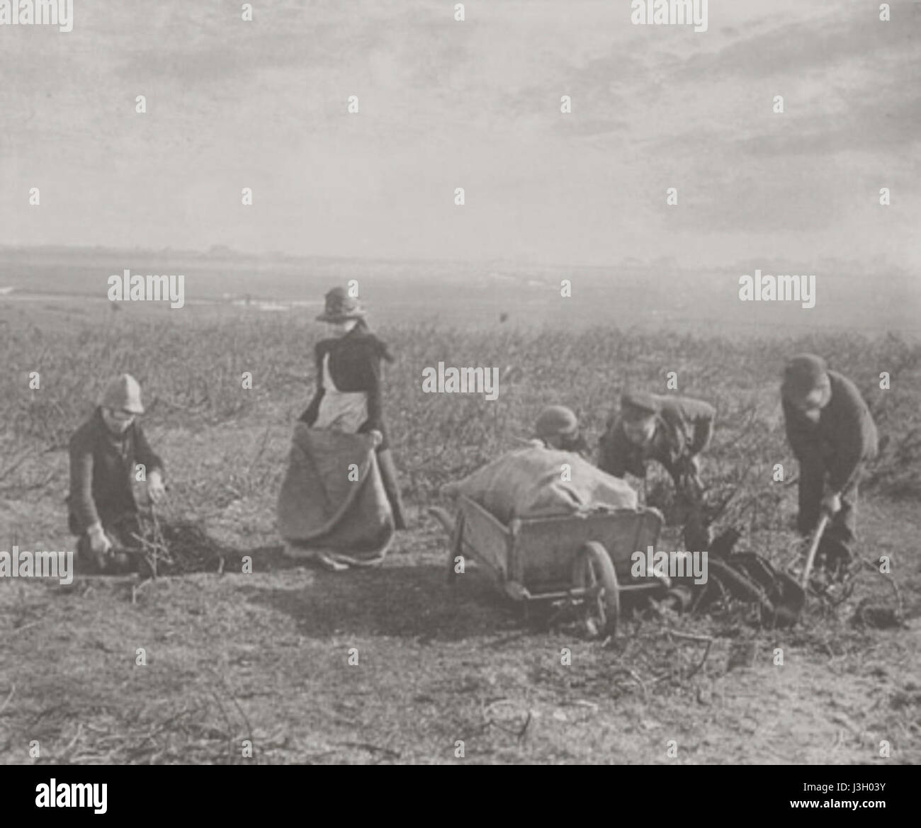 Drawing of furze hi-res stock photography and images - Alamy