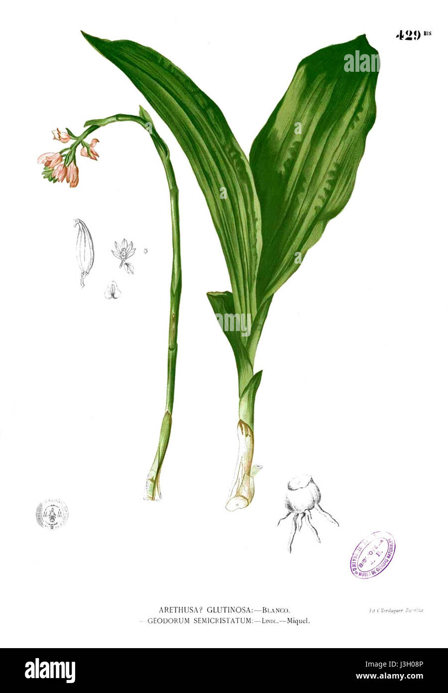 Geodorum densiflorum, a species of orchid, is documented in the ...