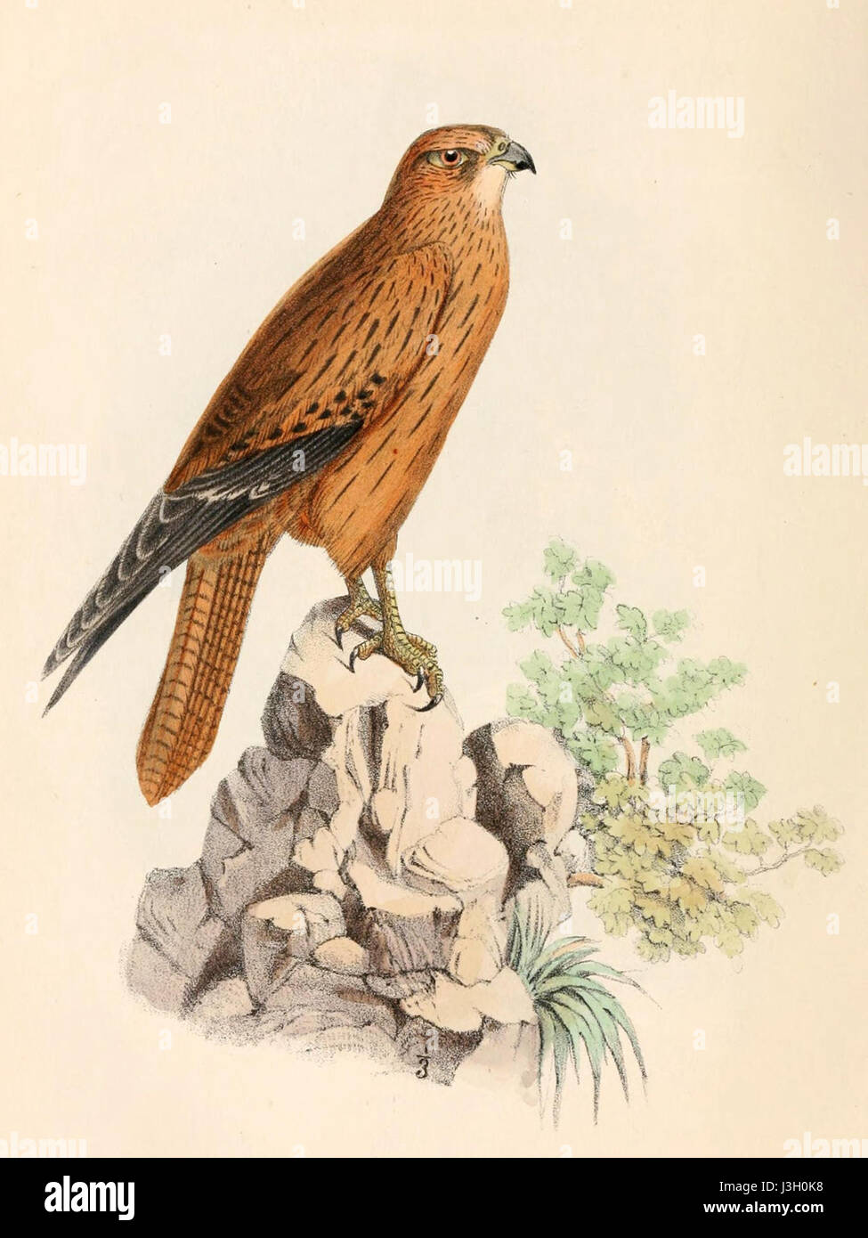 'Falco alopex,' known as the fox falcon, was described in 1861 by the ...