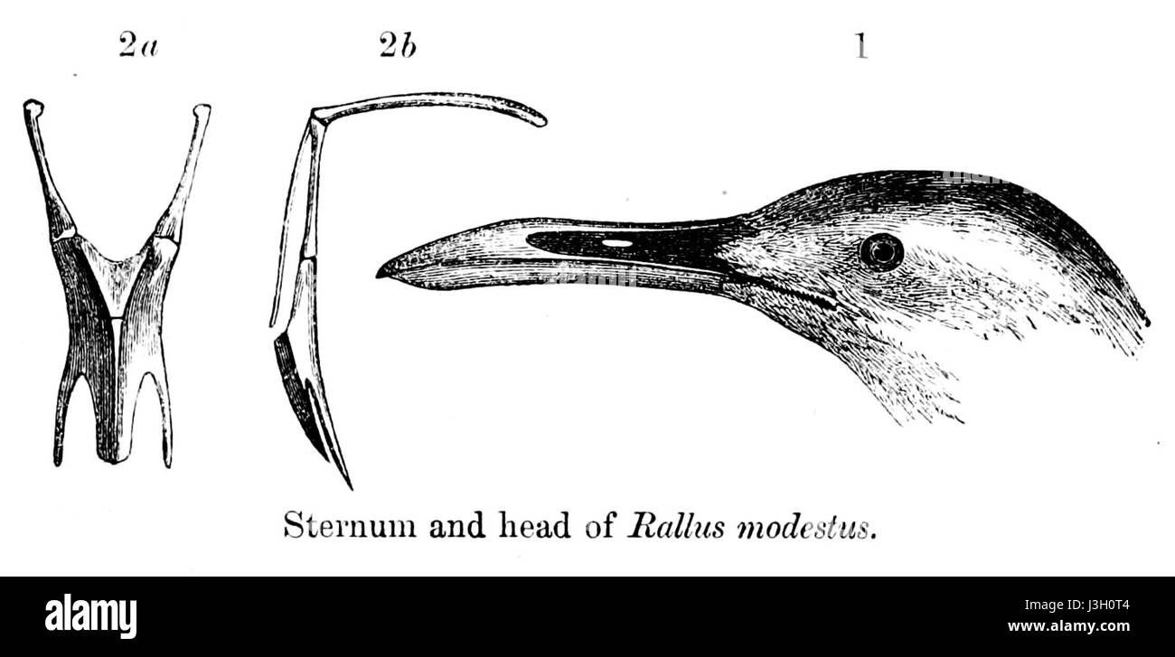 Gallirallus modestus is a bird species documented in 1873, known for ...