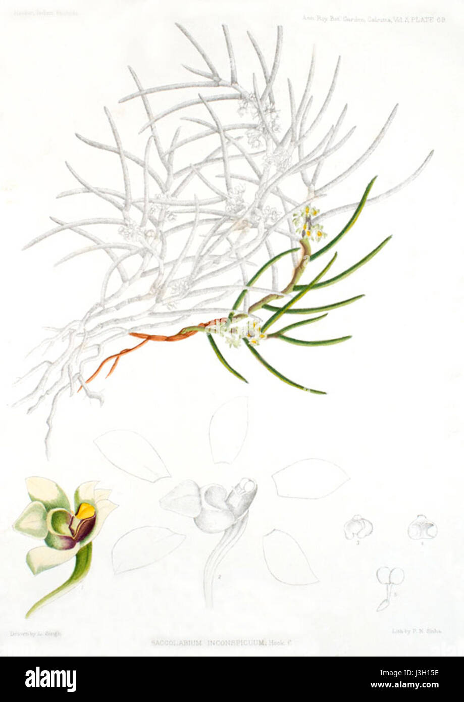 This illustration of *Gastrochilus inconspicuus*, from 'A Century of ...