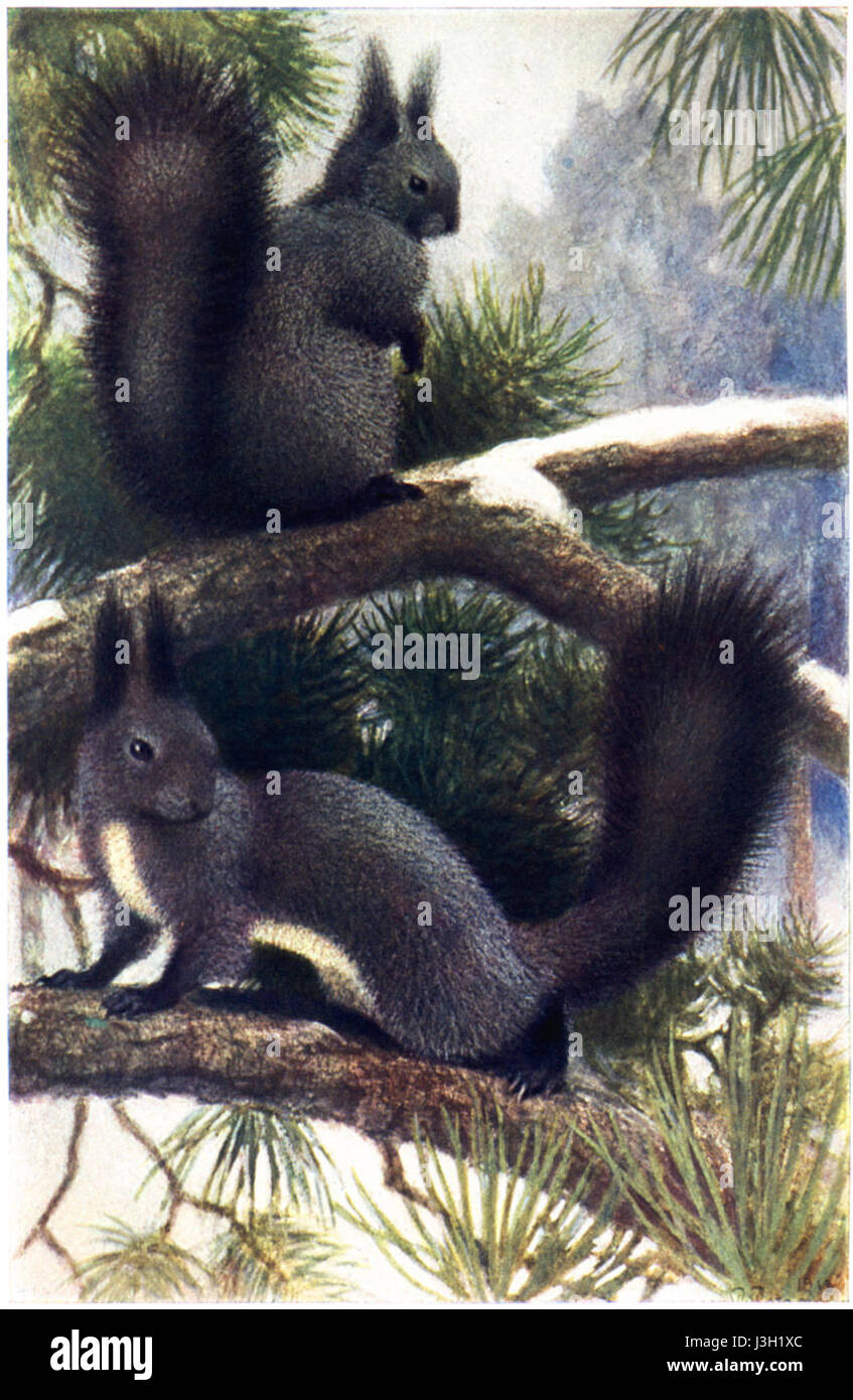 Feh hi-res stock photography and images - Alamy