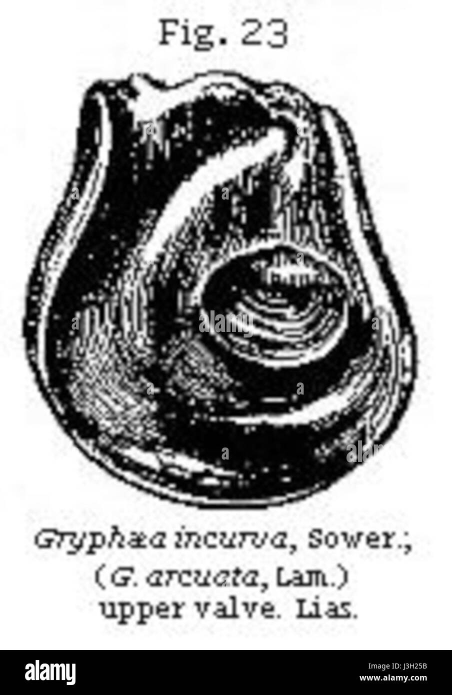 Figure 23 from Lyellâ€™s works likely depicts a geological feature or ...