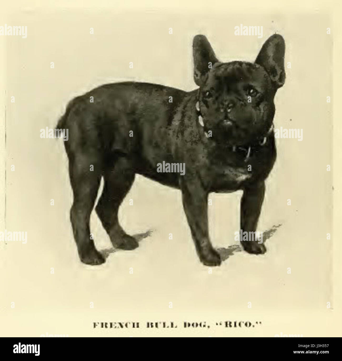 French bulldog historical hi-res stock photography and images - Alamy