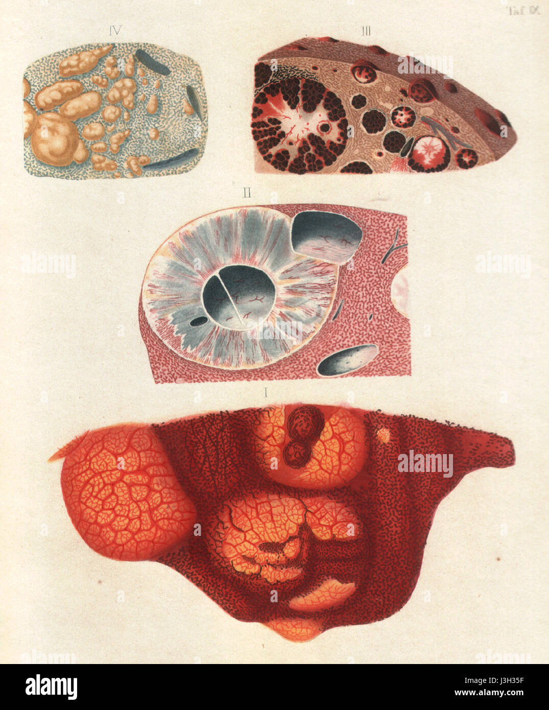 Malaria parasite life cycle hi-res stock photography and images - Alamy