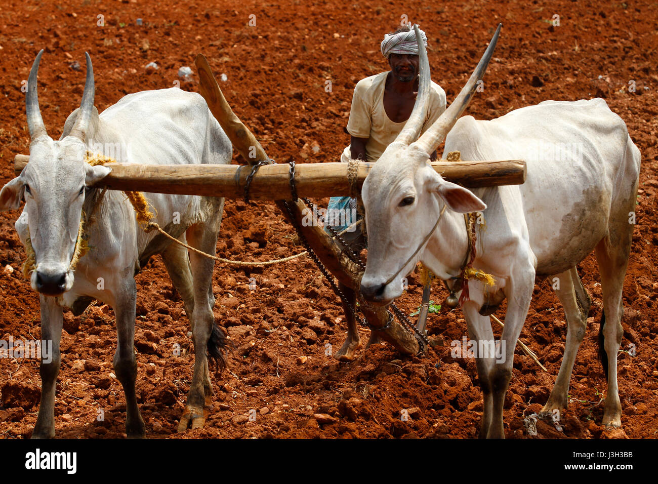 Indian bullock hi-res stock photography and images - Alamy