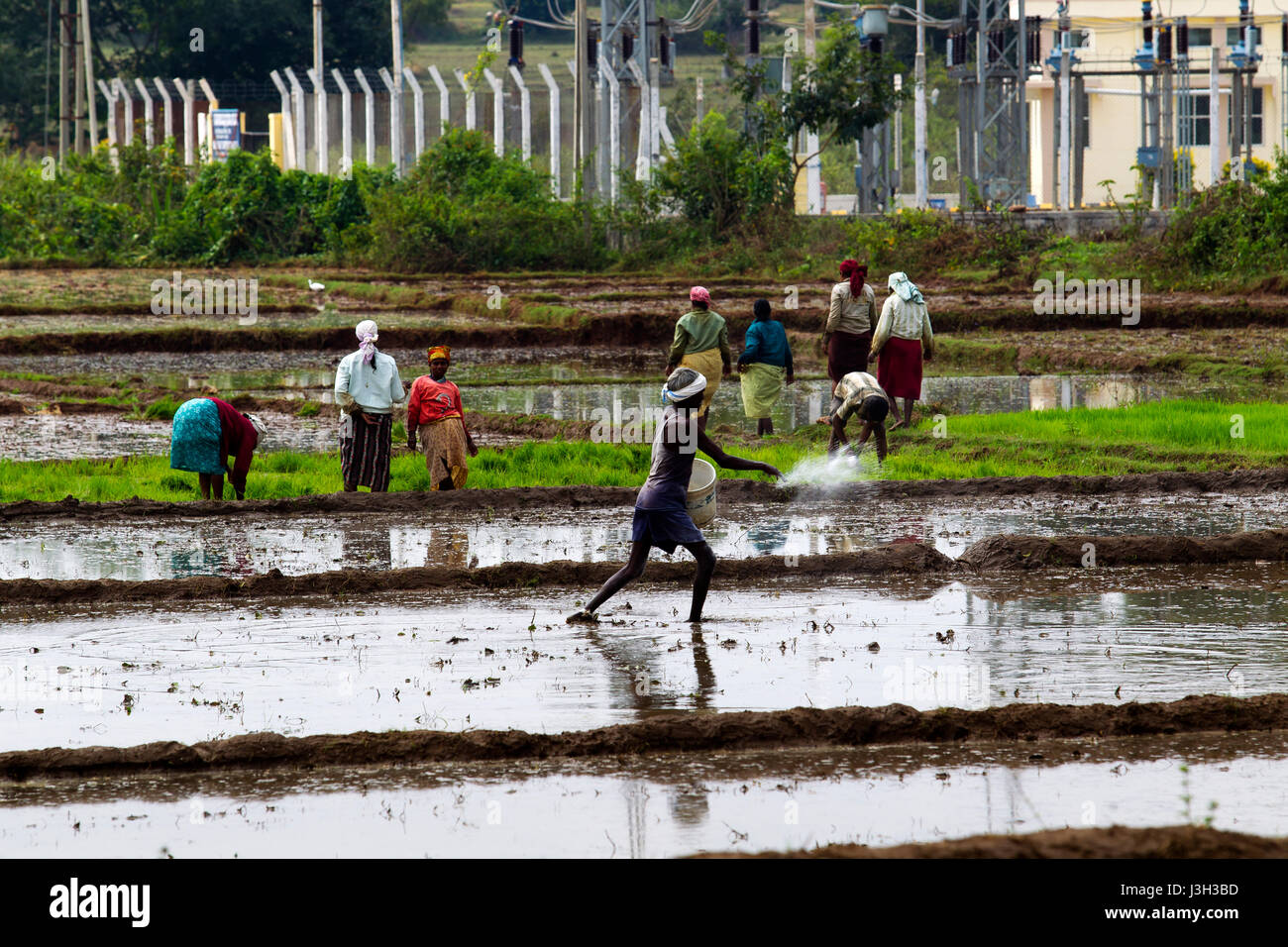 Indian working on the field, Karnataka, India Stock Photo - Alamy