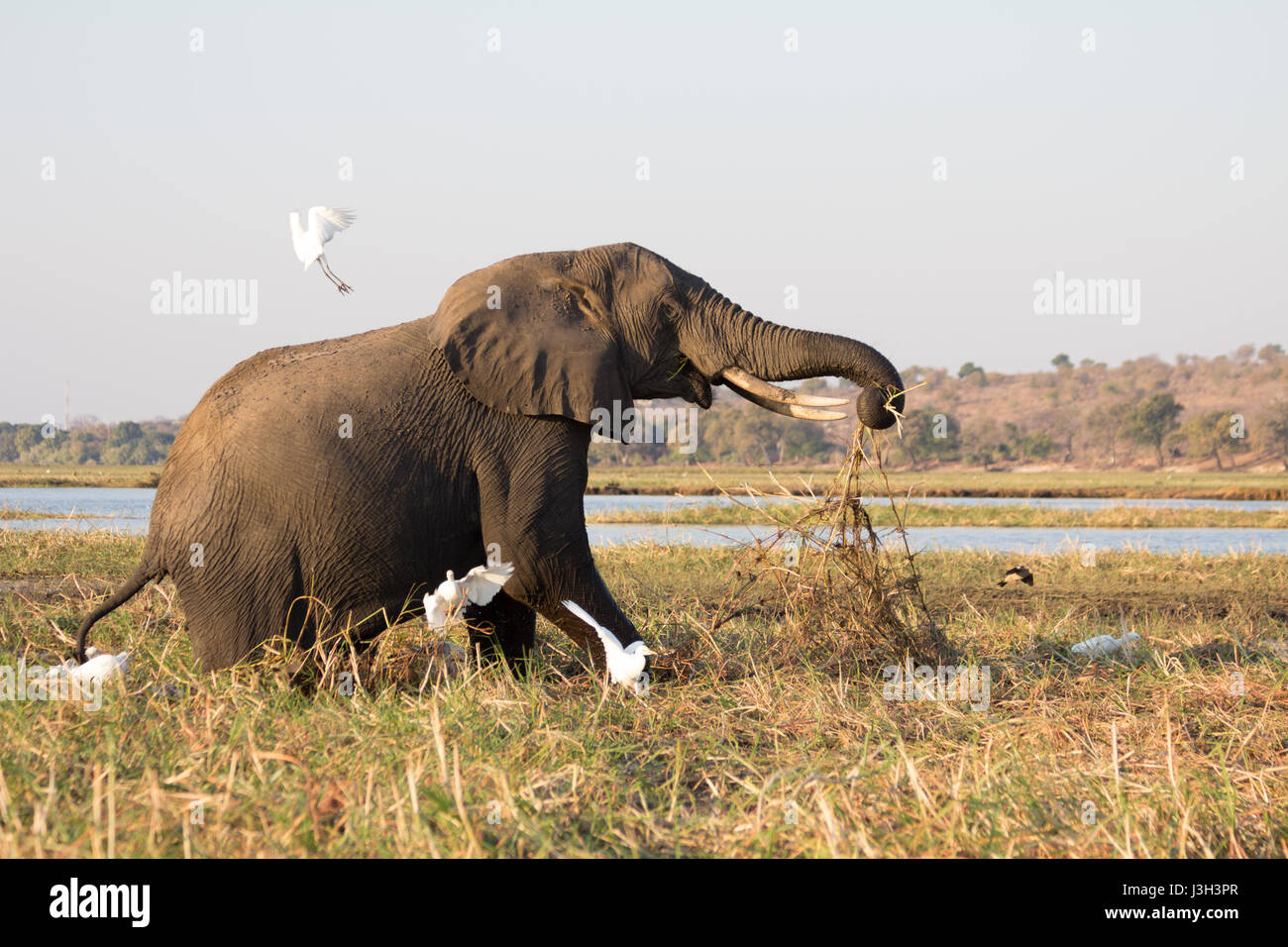 Startling white birds around him, an old, wrinkled elephant suddenly ...