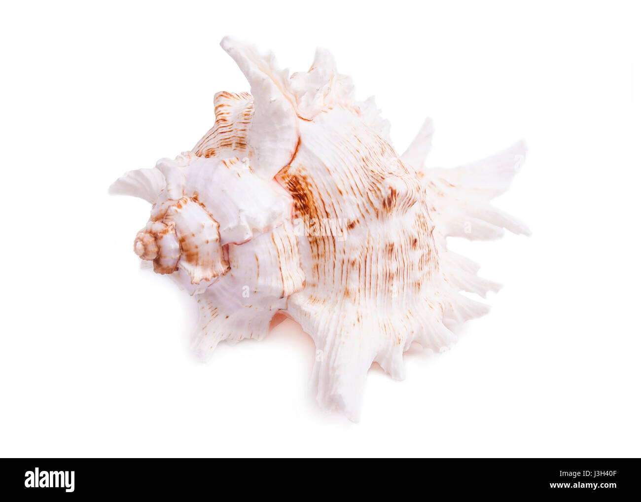 sea shell isolated on white Stock Photo - Alamy