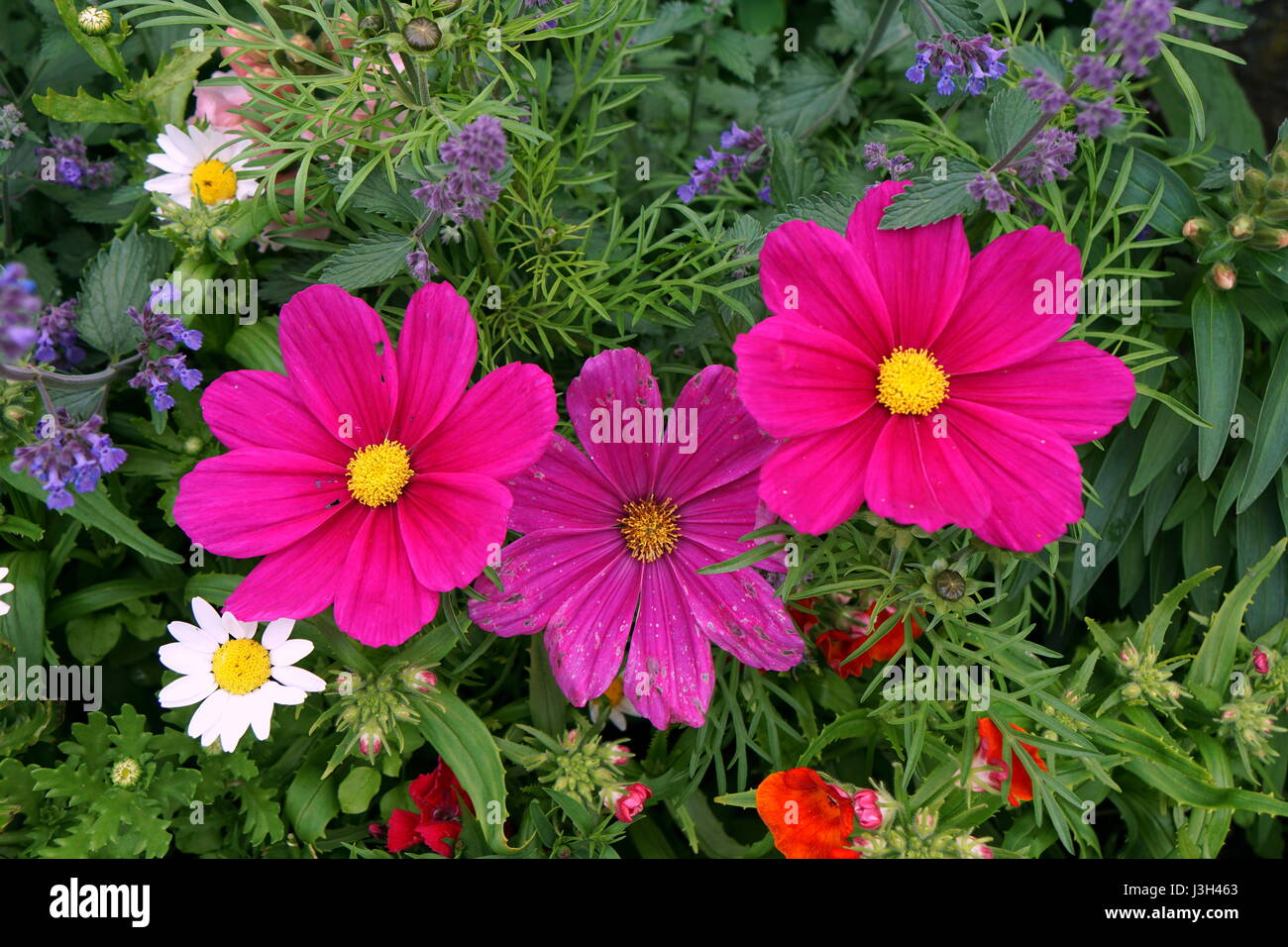 Pink Cosmos (genus Stock Photo - Alamy