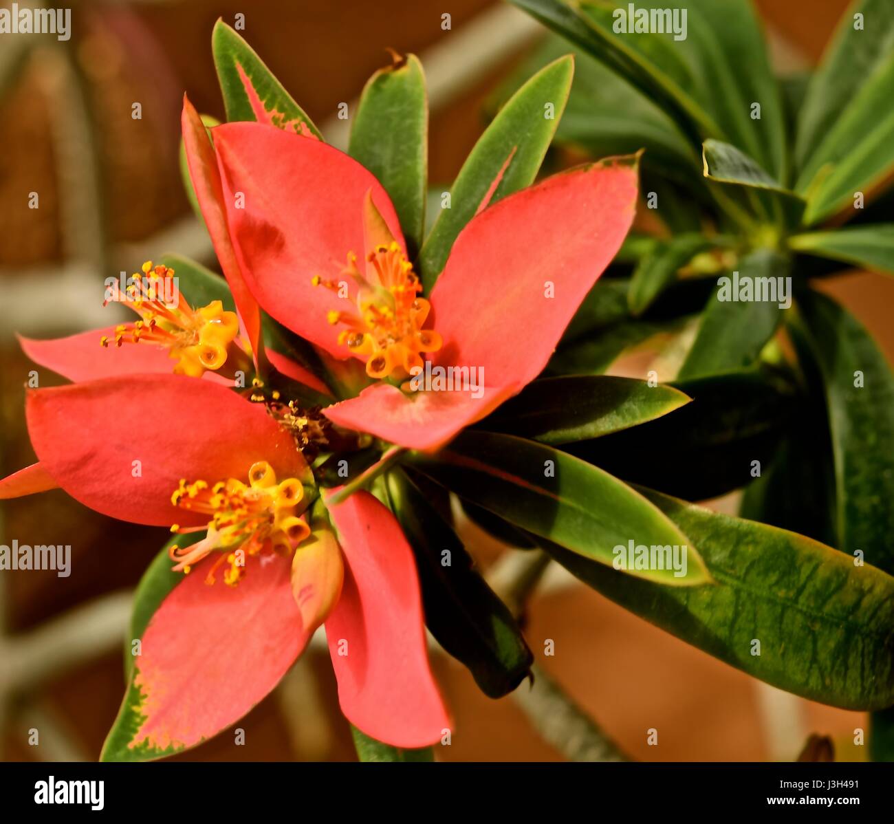 Desert rose is a plant native to Africa and the Arabian Peninsula. With ...