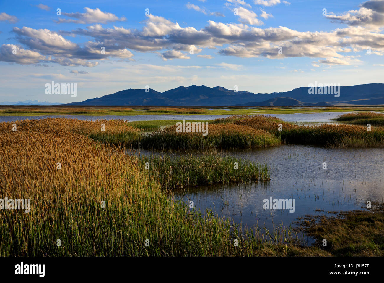 This is a springtime view of the wetlands at the Bear River Migratory ...
