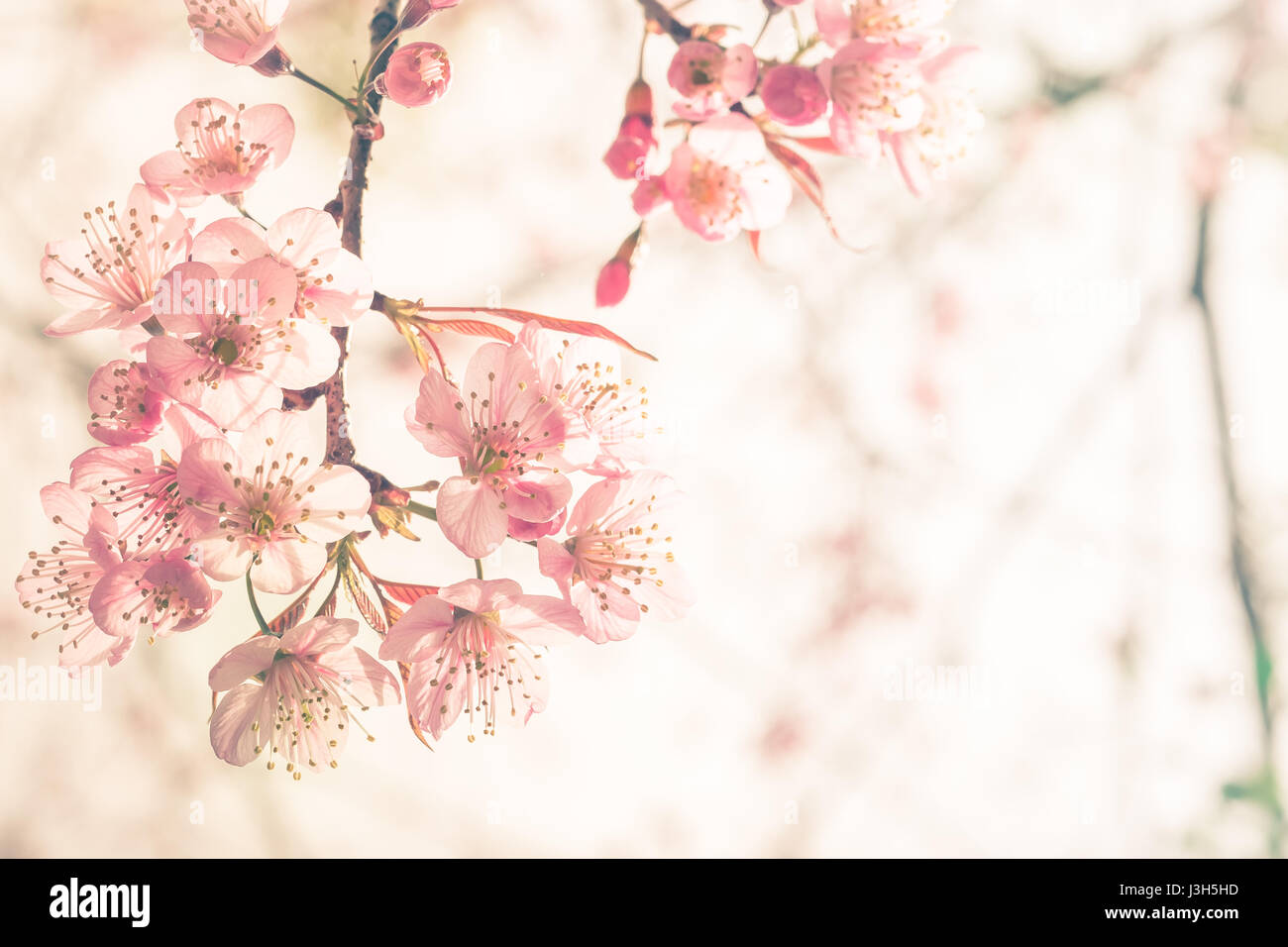 Cherry Blossom trees in spring, The wild himalayan cherry Stock Photo ...
