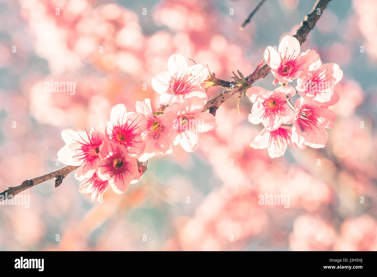 Cherry Blossom trees in spring, The wild himalayan cherry Stock Photo ...