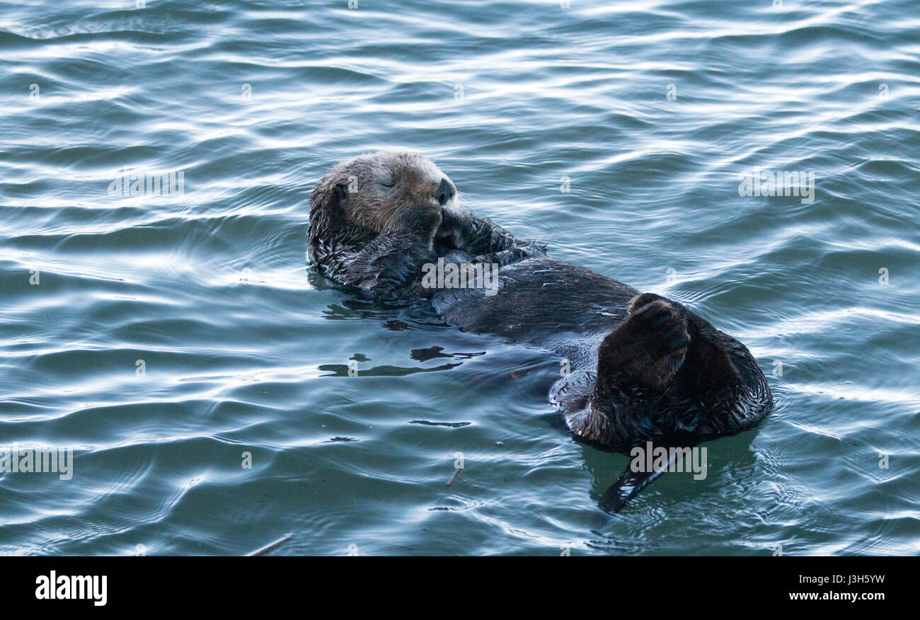 California Sea Otter High Resolution Stock Photography and Images - Alamy