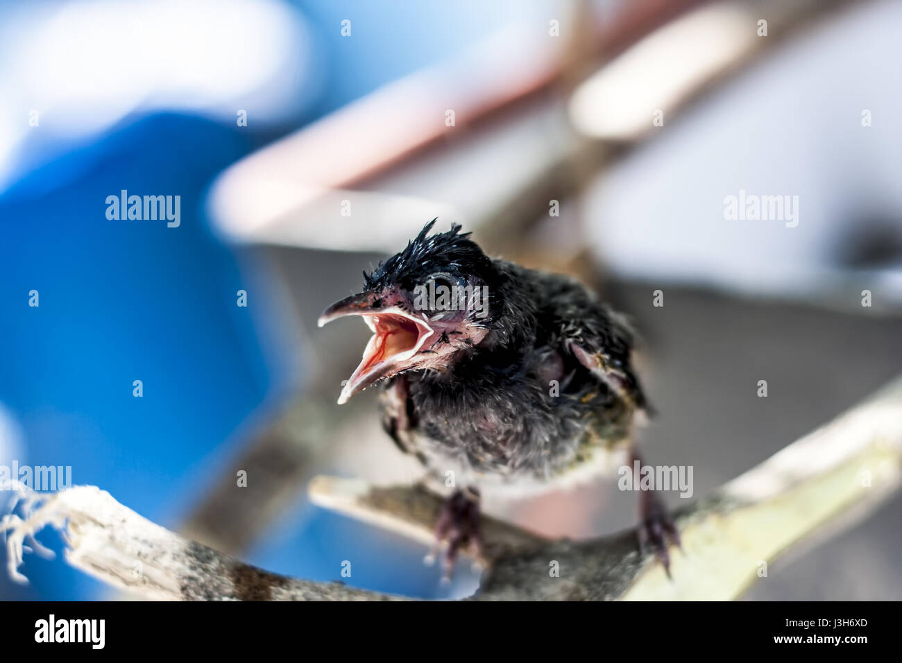 A bay of bird sitting on human hand Stock Photo - Alamy