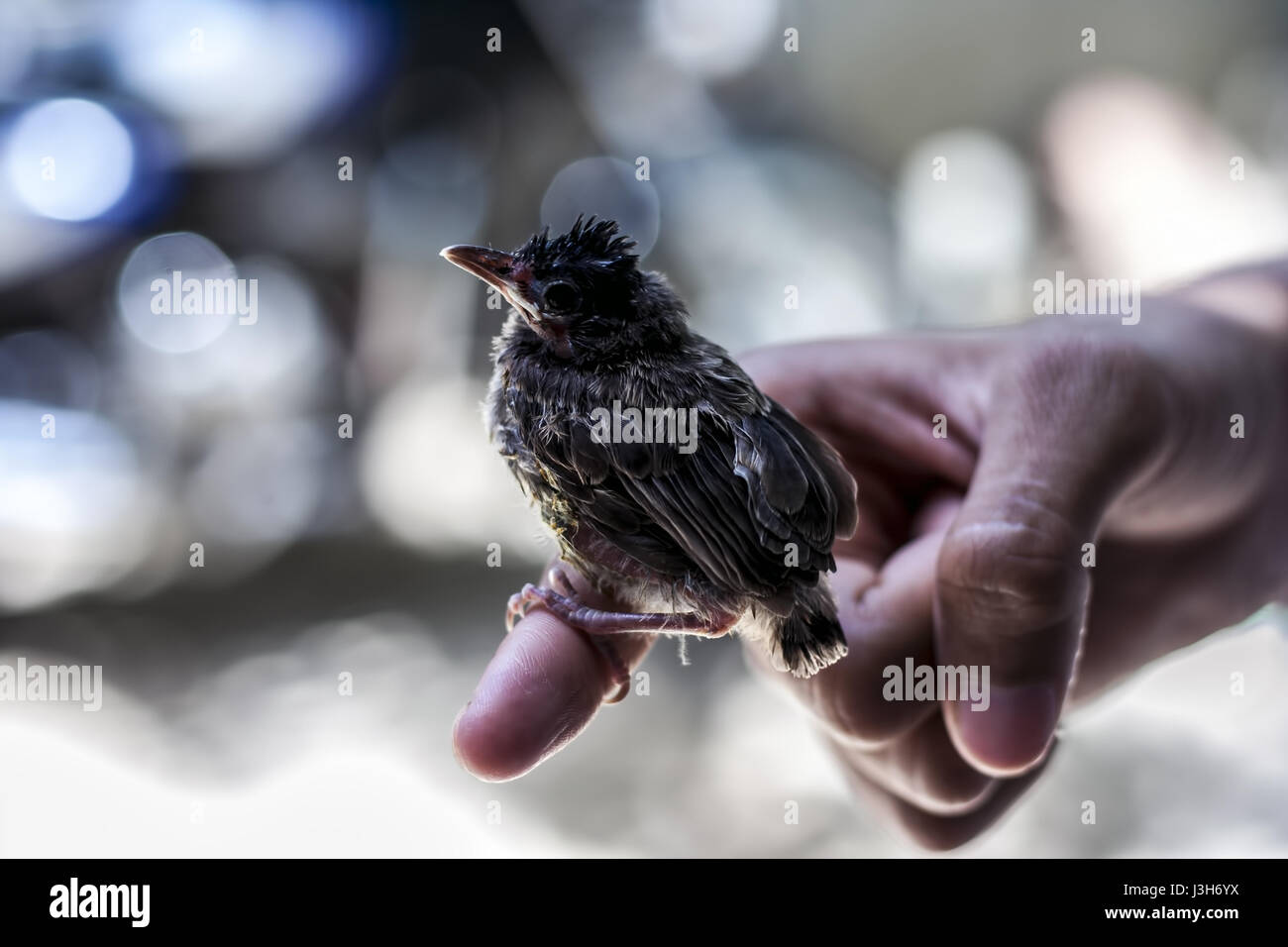 baby bird sitting on human hand watching for his Mother Stock Photo - Alamy