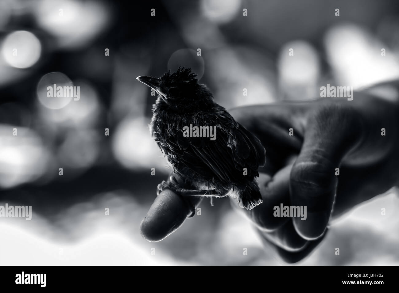 baby bird sitting on human hand watching for his Mother Stock Photo - Alamy