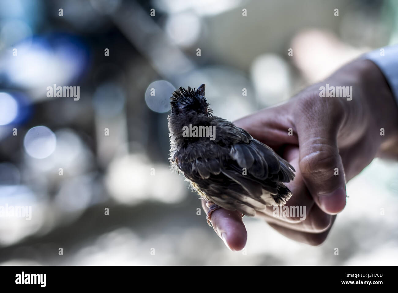 baby bird sitting on human hand watching for his Mother Stock Photo - Alamy