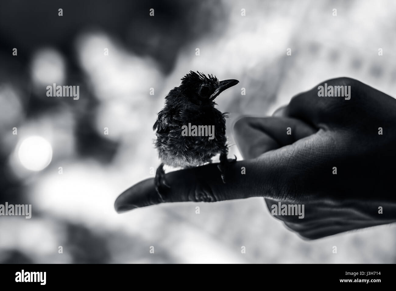 baby bird sitting on human hand watching for his Mother Stock Photo - Alamy
