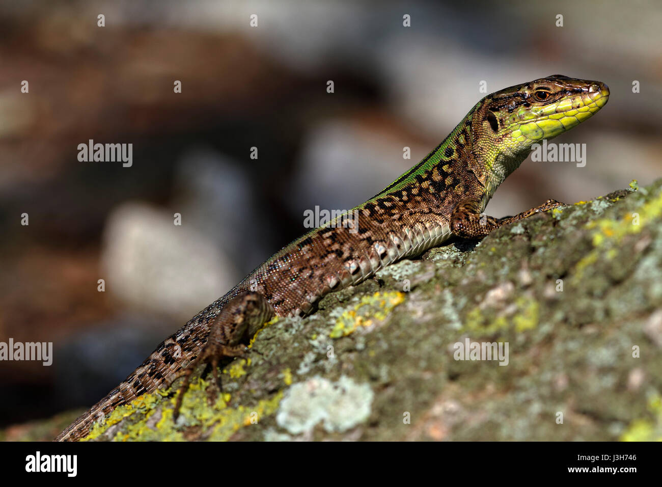 The Italian wall lizard from Brijuni National Park Stock Photo - Alamy