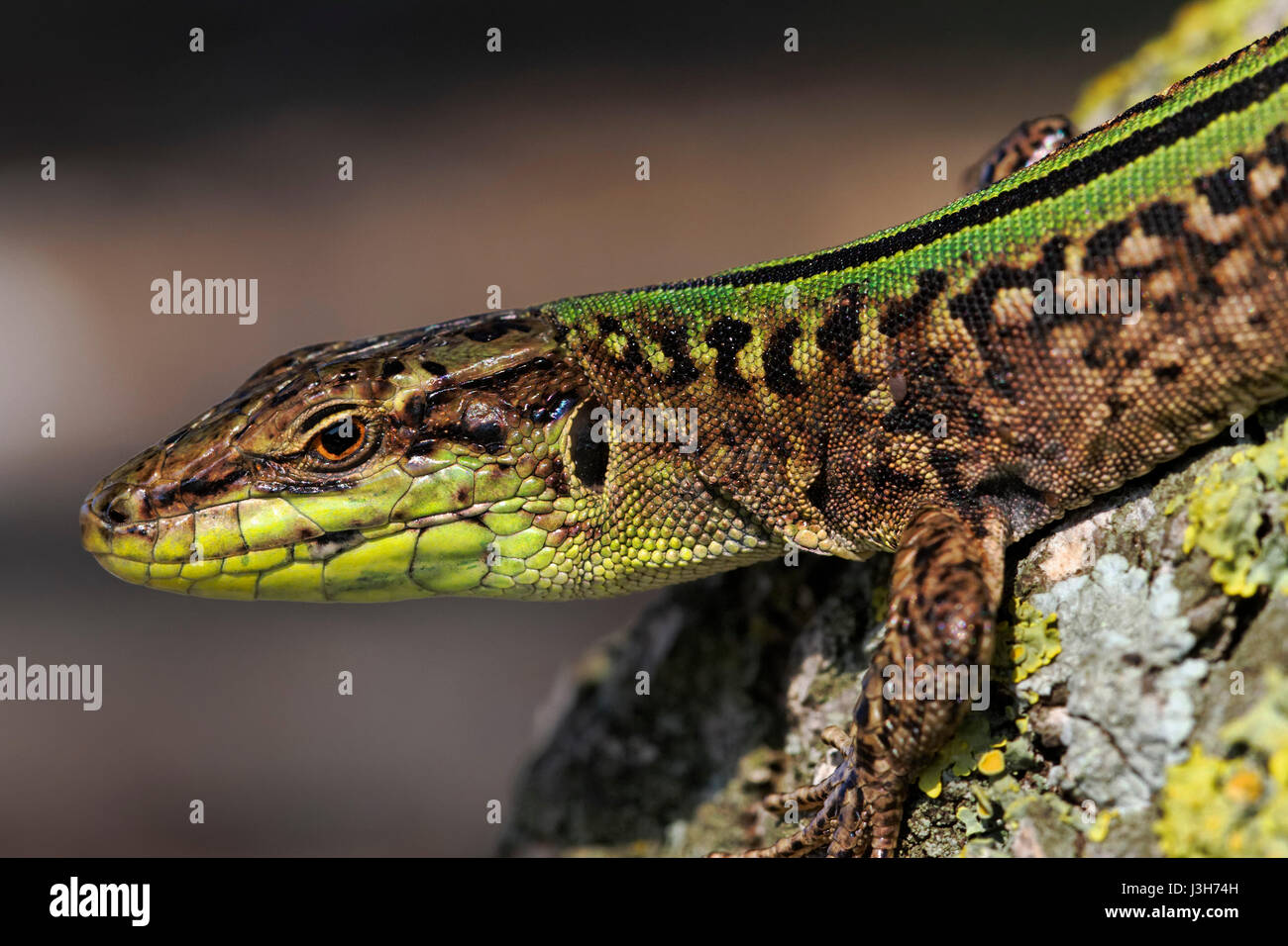 The Italian wall lizard from Brijuni National Park Stock Photo - Alamy