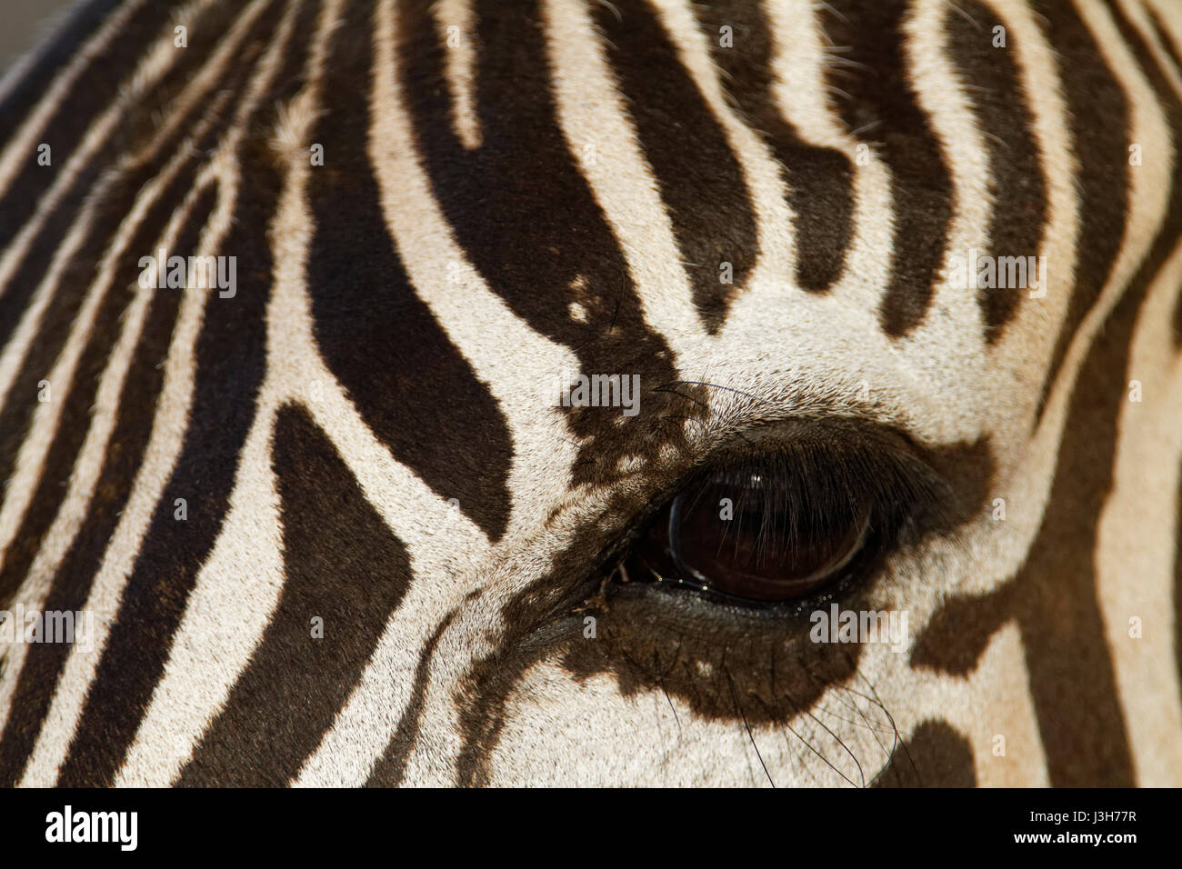 Zoo park brijuni hi-res stock photography and images - Alamy