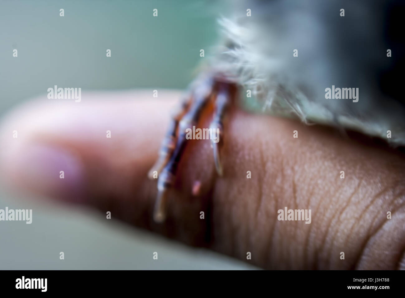 A bay of bird sitting on human hand Stock Photo - Alamy