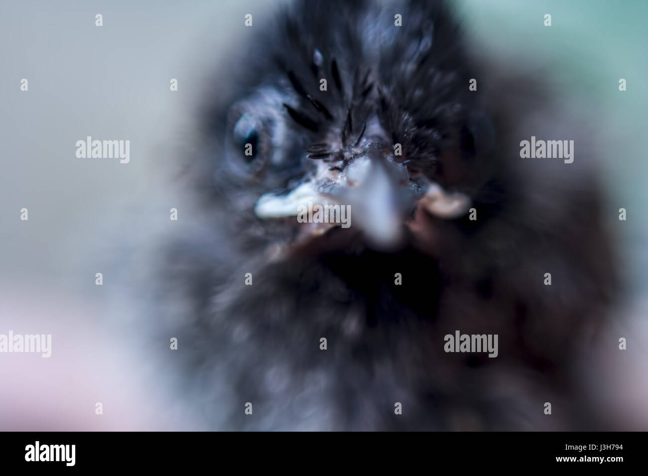 A bay of bird sitting on human hand Stock Photo - Alamy