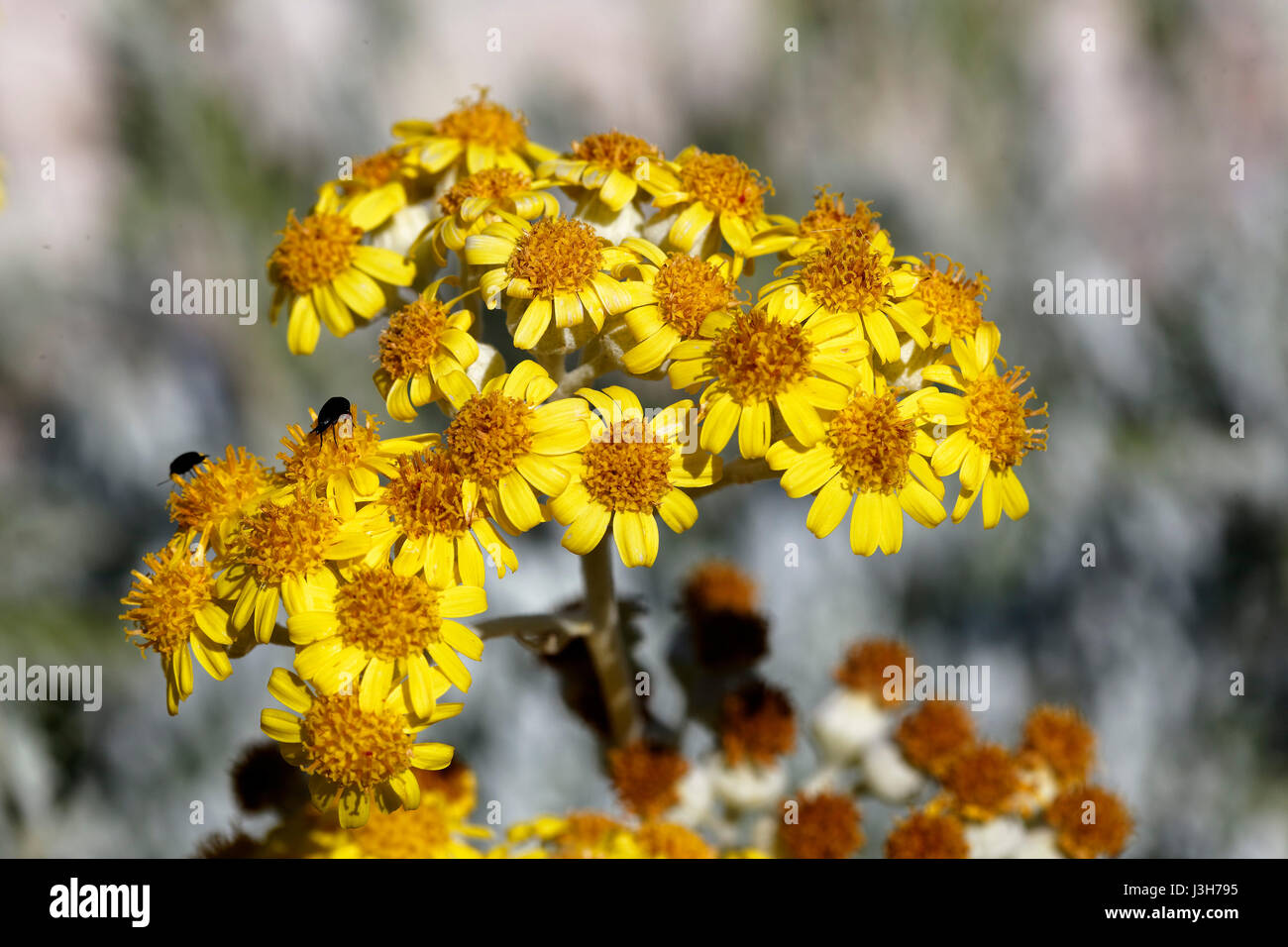 Jacobaea maritima hi-res stock photography and images - Alamy