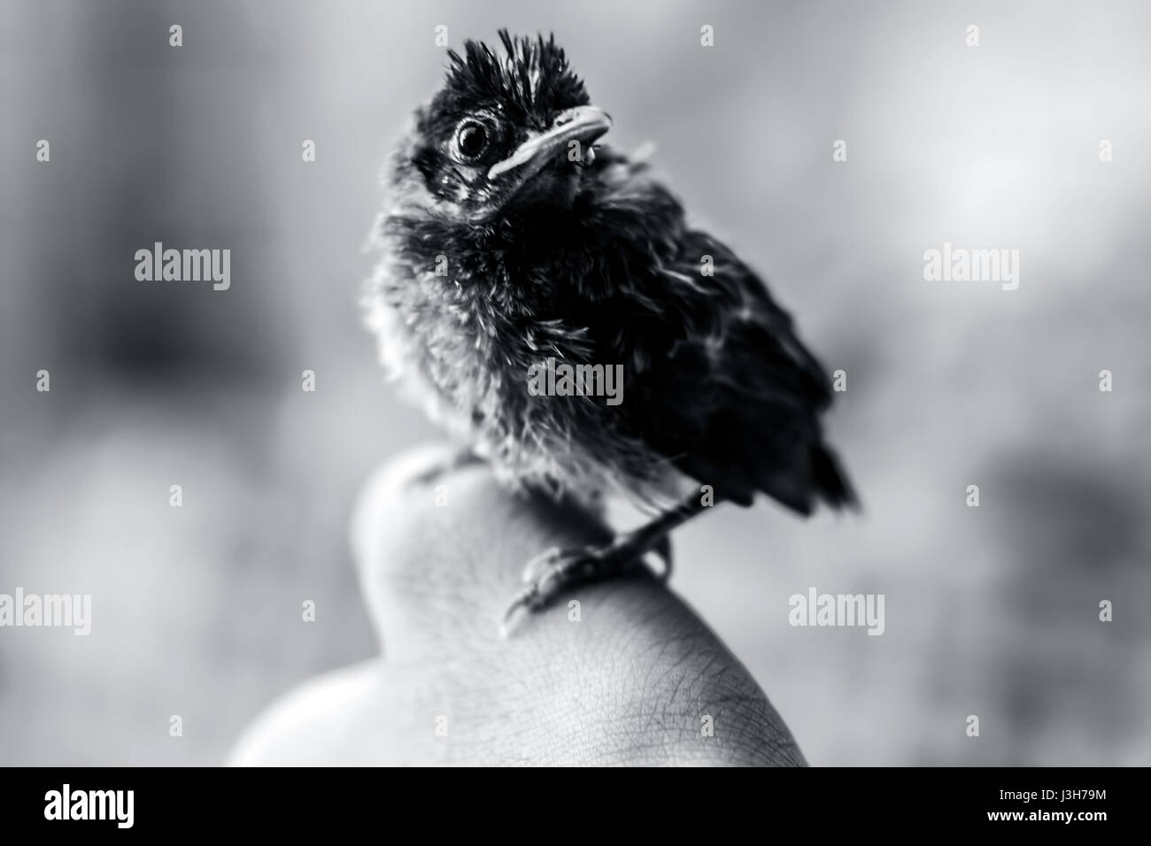 baby bird sitting on human hand watching for his Mother Stock Photo - Alamy